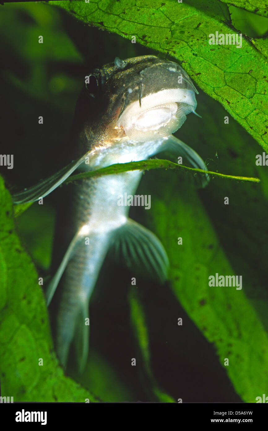 False Flying Fox (Garra cambodgiensis), Cyprinidae, Asia Stock Photo ...