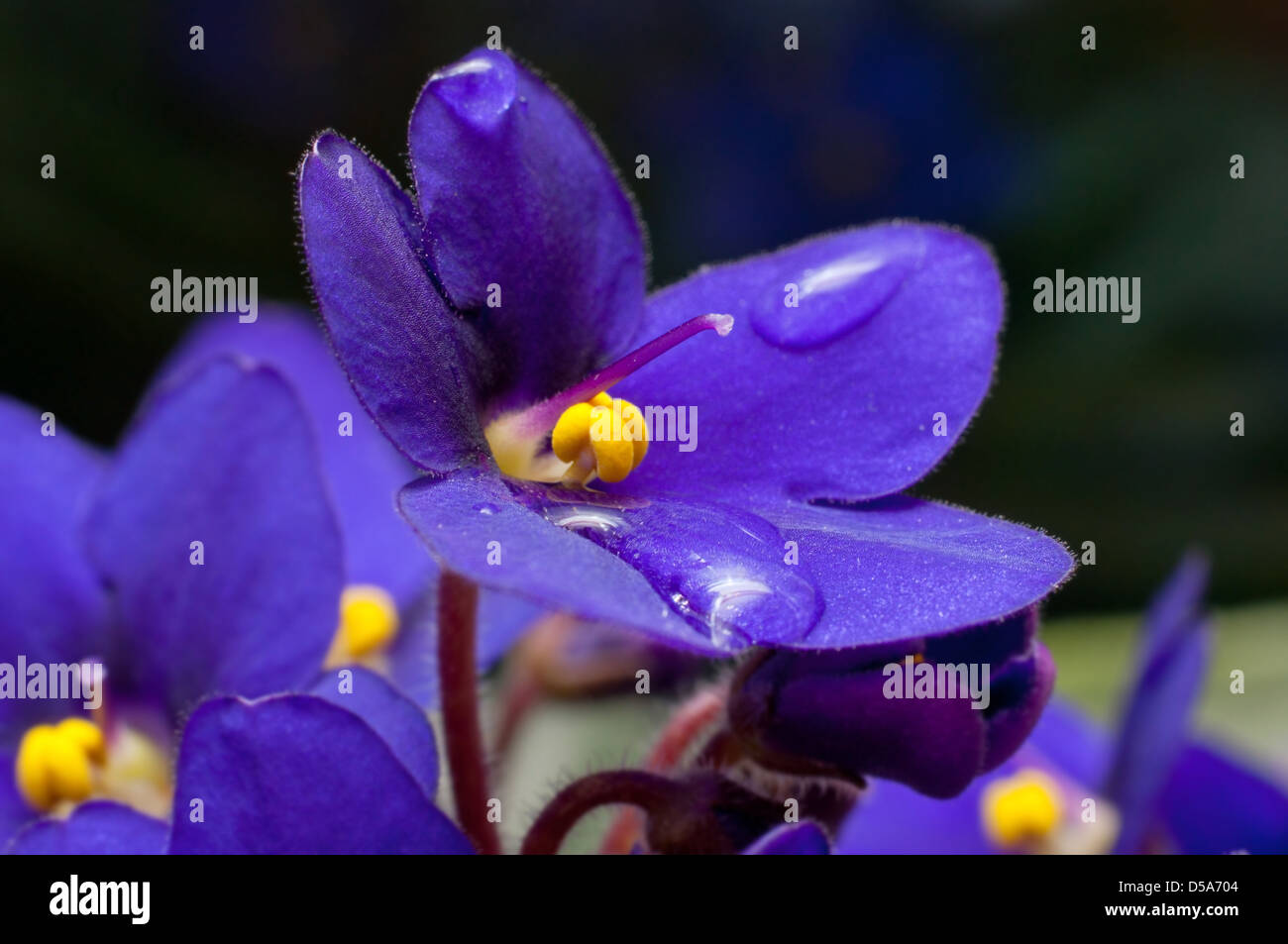 Viola sororia flower detail with raindrops Stock Photo - Alamy