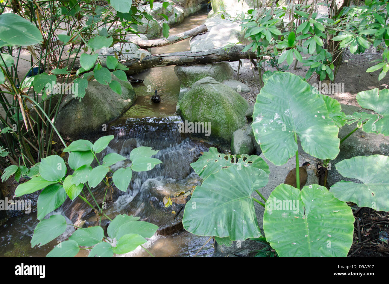 Beautiful motion blurred water stream landscape in a green forest Stock ...