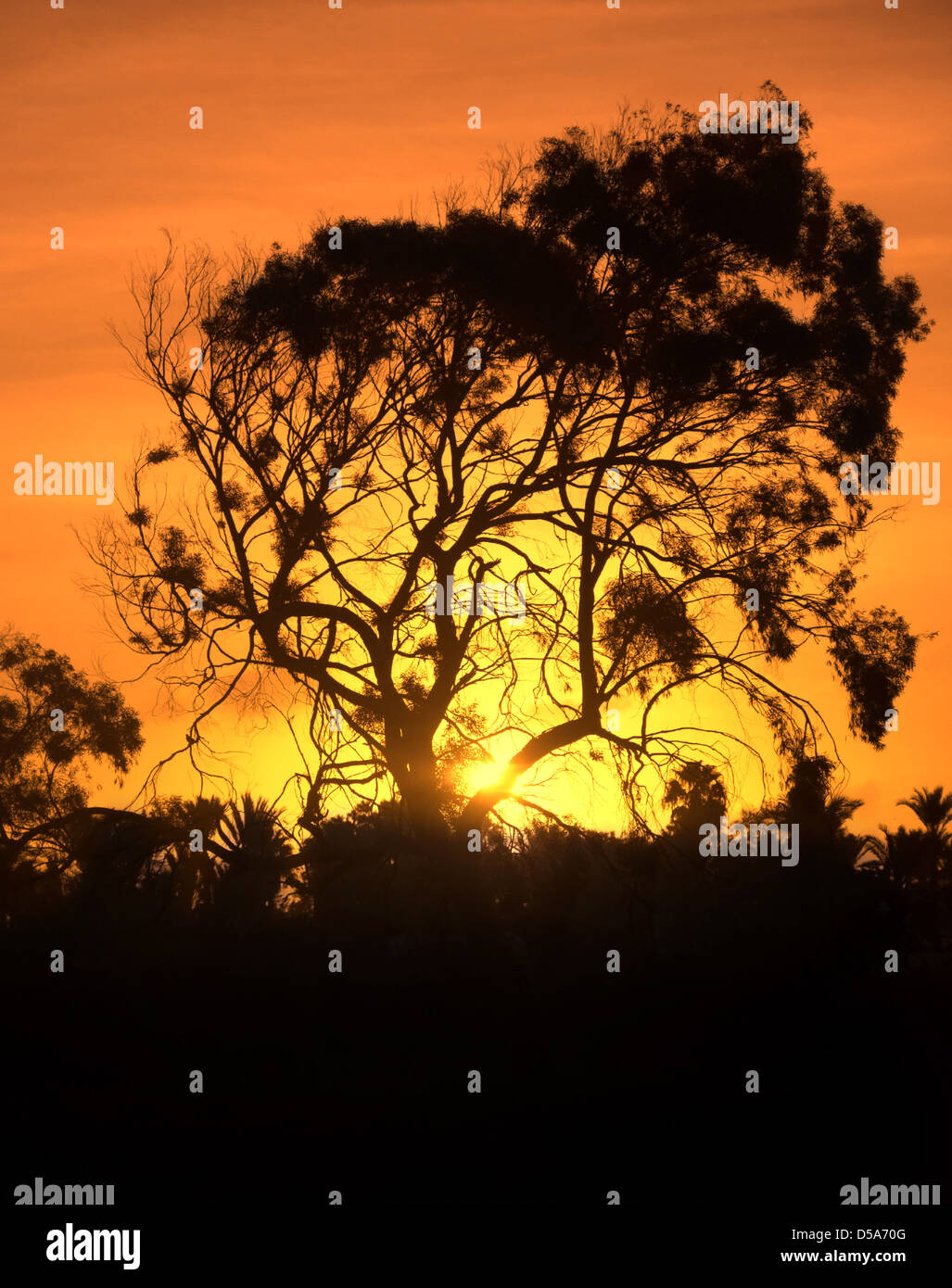 Glowing orange African sunset Stock Photo - Alamy