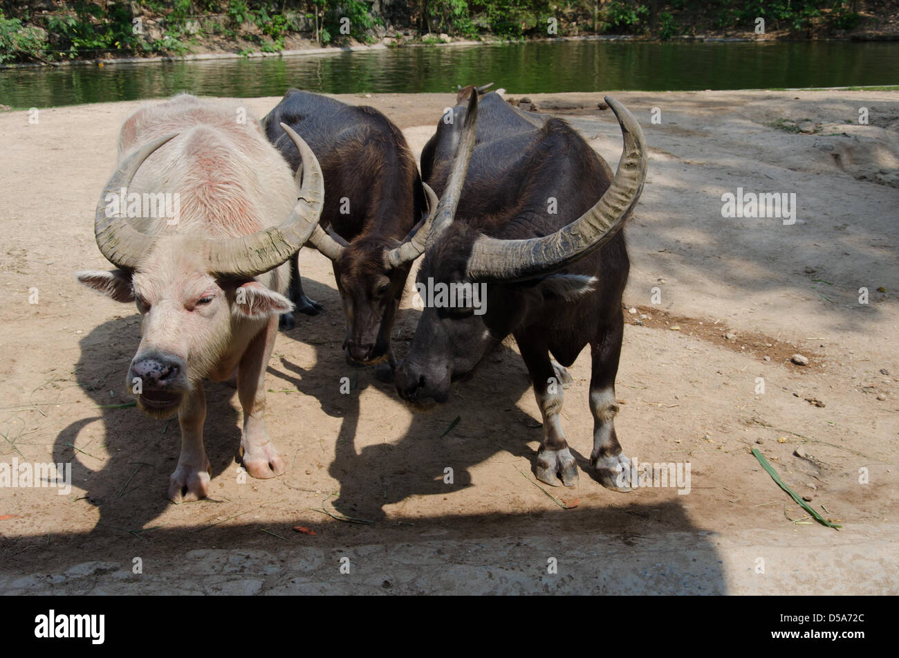 Portrait of a curious water buffalo Stock Photo - Alamy