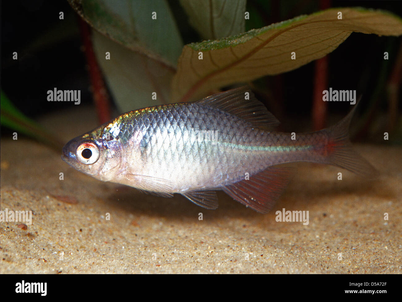 Bitterling Rhodeus sericeus, rodeo, Cyprinidae, Asia Stock Photo - Alamy