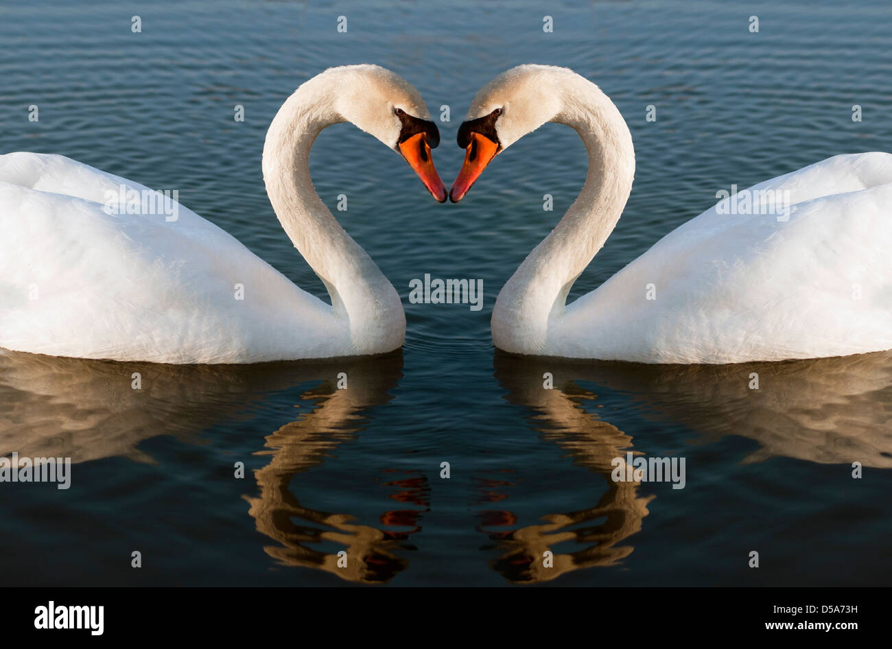 swam make heart shape in a lake Stock Photo - Alamy