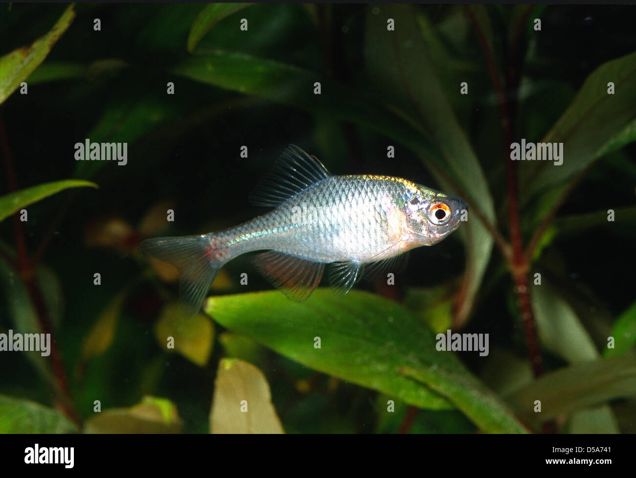 Rhodeus sericeus hi-res stock photography and images - Alamy
