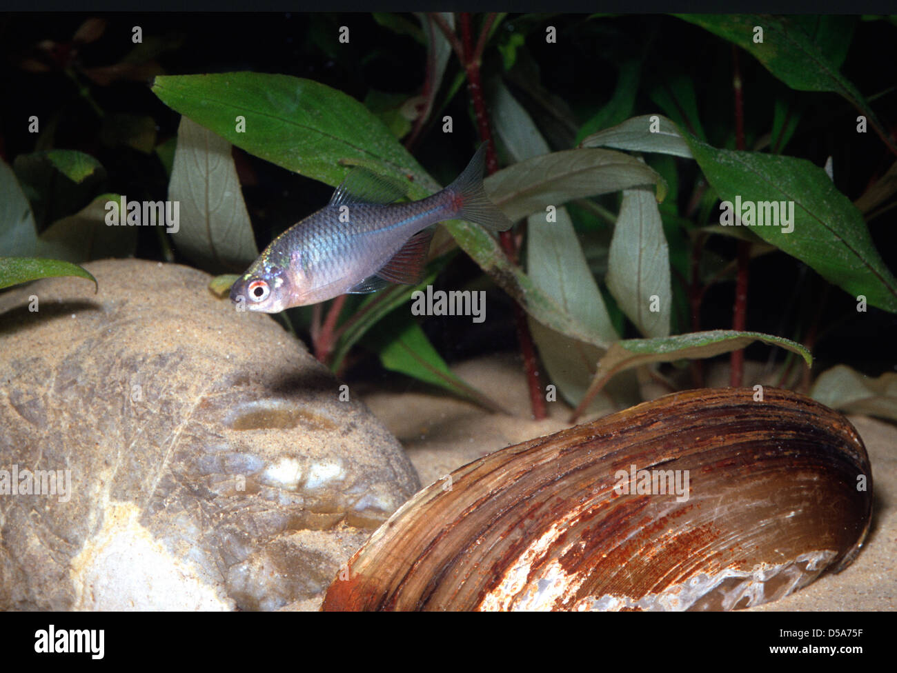Bitterling Rhodeus sericeus, rodeo, Cyprinidae, Asia Stock Photo - Alamy