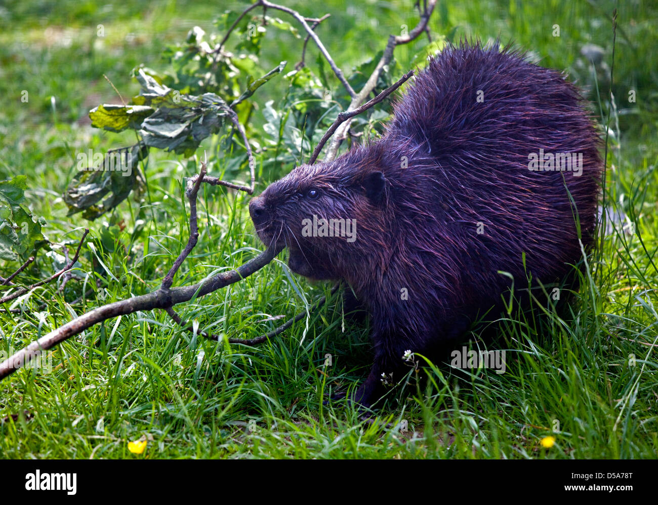 European Beaver (castor fiber) chewing branch Stock Photo - Alamy