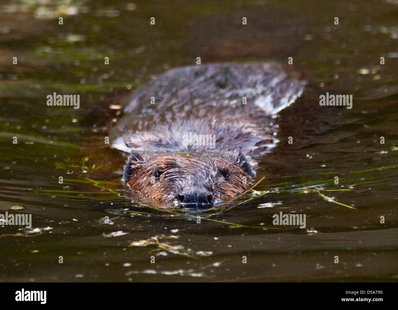 Caster fiber swim hi-res stock photography and images - Alamy