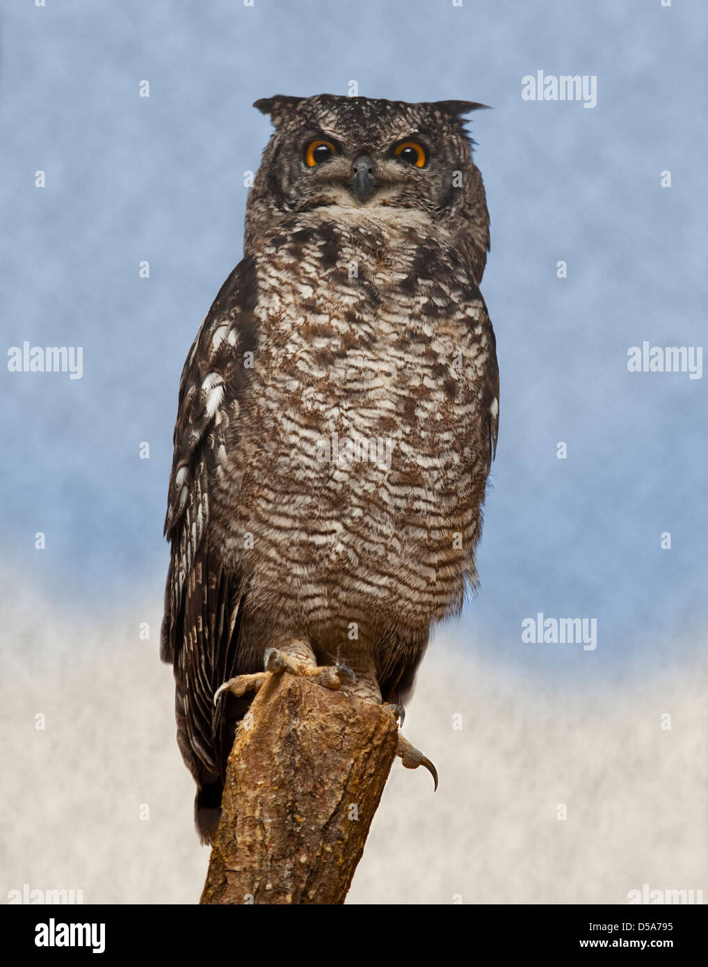 Bubo africanus owl hi-res stock photography and images - Alamy