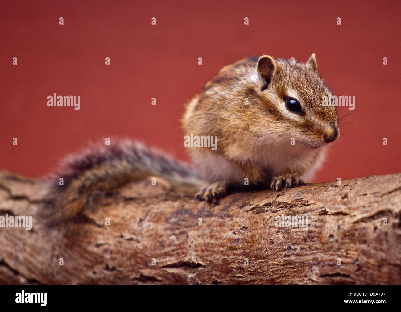 Siberian chipmunks hi-res stock photography and images - Alamy