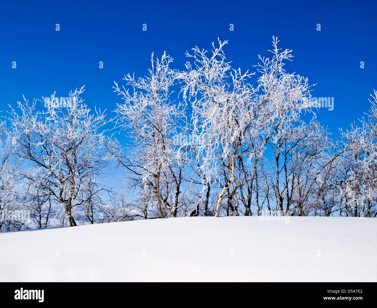 Blue sky trees hi-res stock photography and images - Alamy