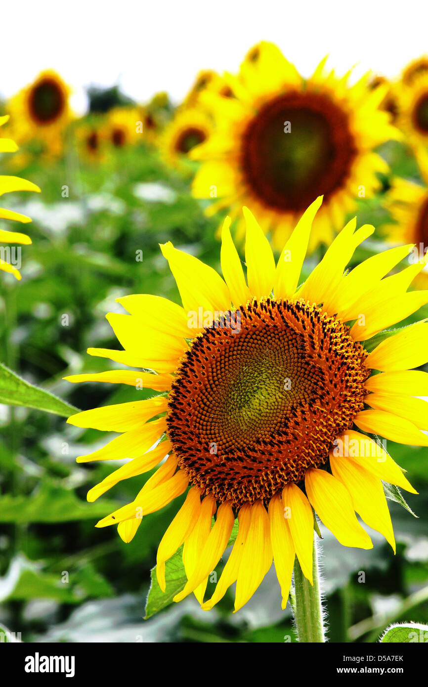 Big flower field hi-res stock photography and images - Alamy