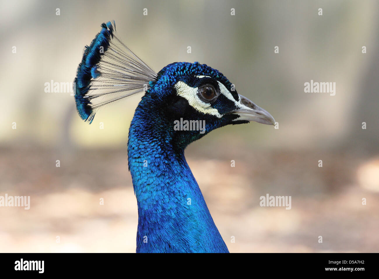 Proud as a peacock hi-res stock photography and images - Alamy