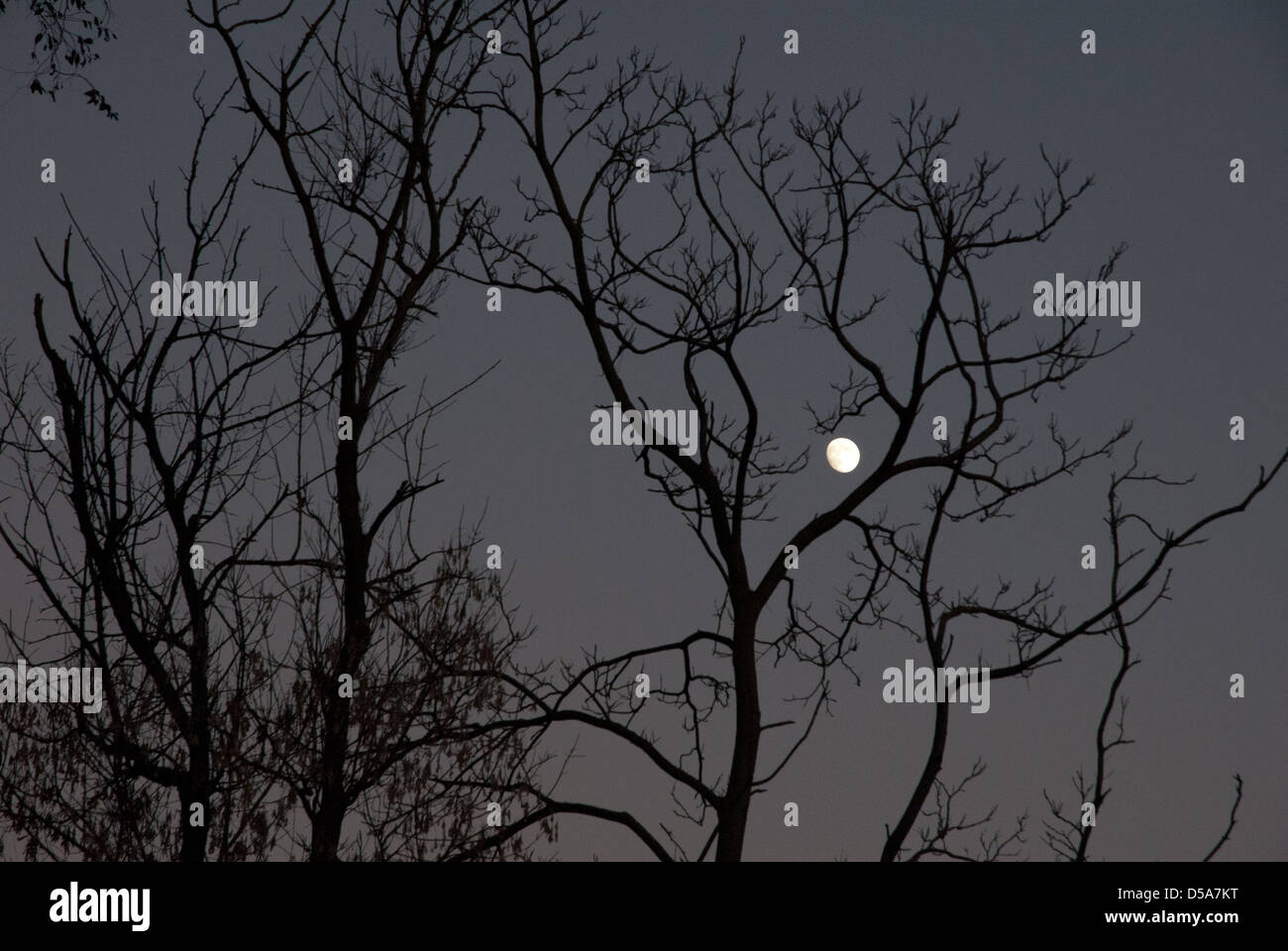 A late fall moon rising amid bare branches Stock Photo - Alamy