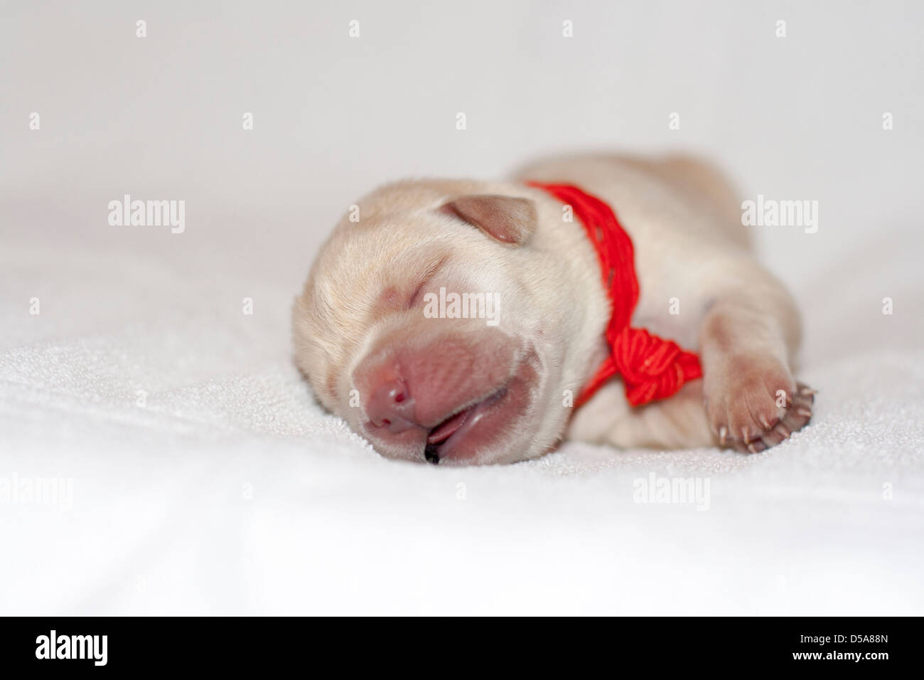 Newborn yellow labrador retriever puppy Stock Photo - Alamy
