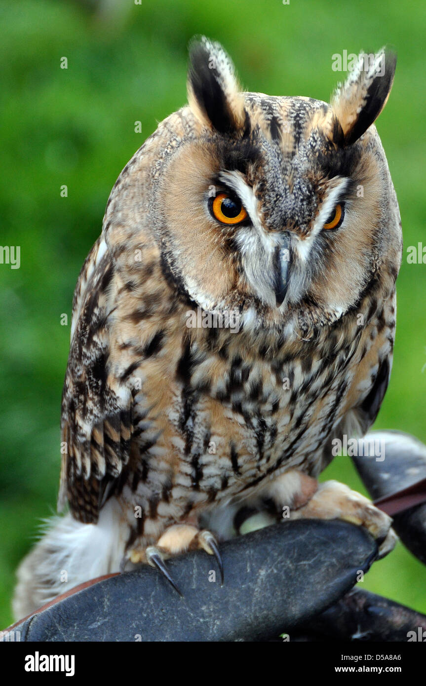 Young owl posing Stock Photo - Alamy
