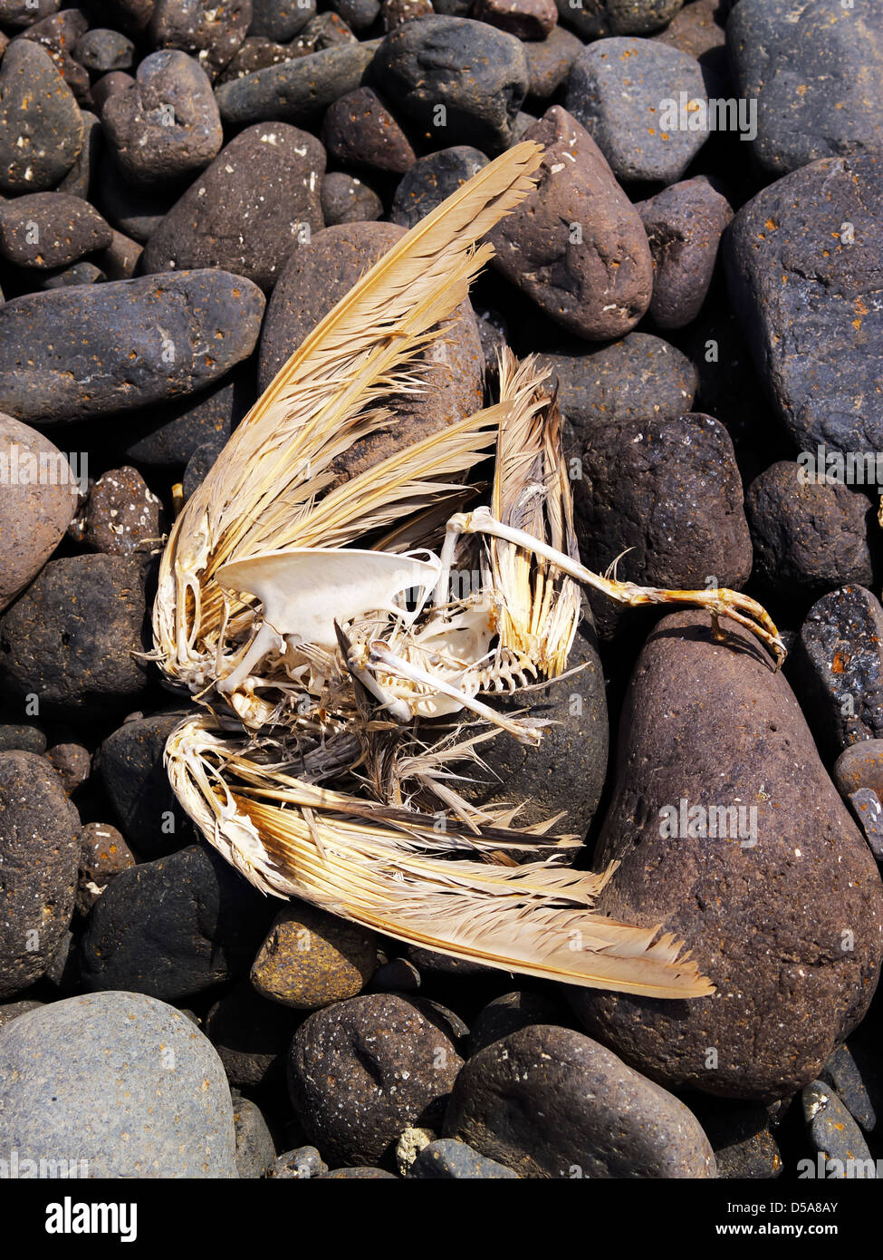 Dead canary bird hi-res stock photography and images - Alamy