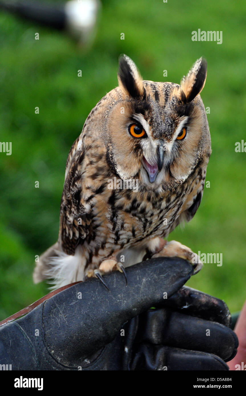 Young owl posing Stock Photo - Alamy