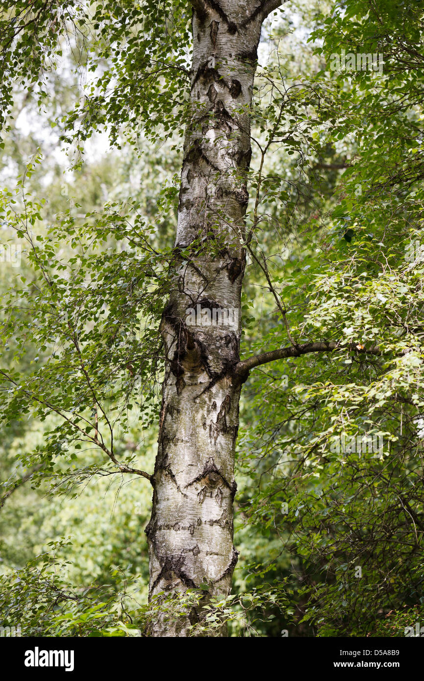 Betula in germany hi-res stock photography and images - Alamy