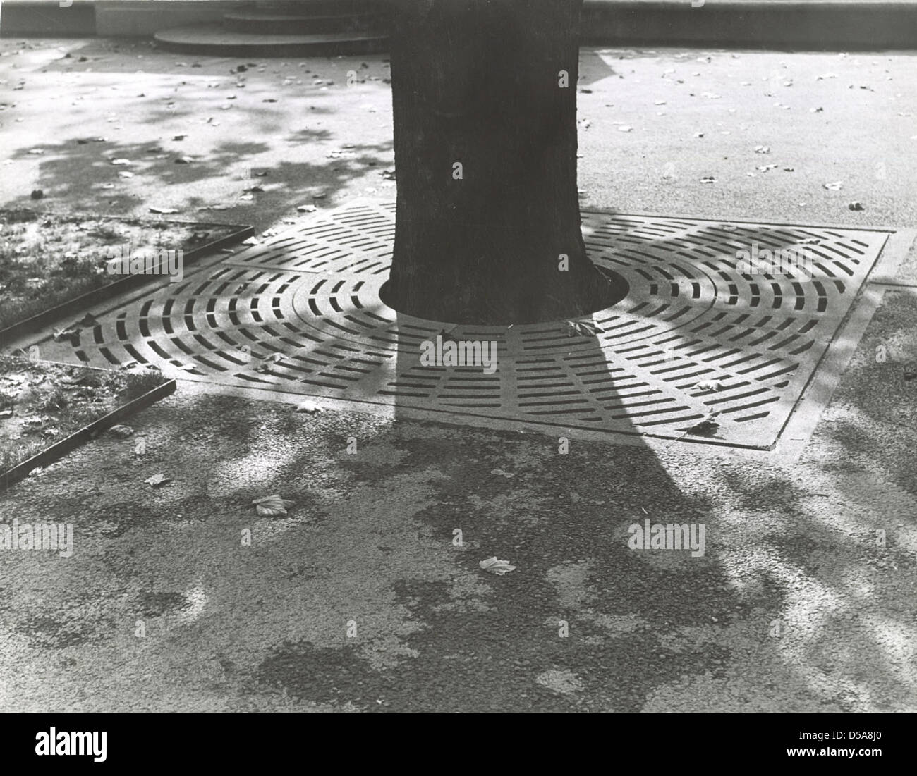 Tree grating in Washington, D.C., is part of urban design features to ...