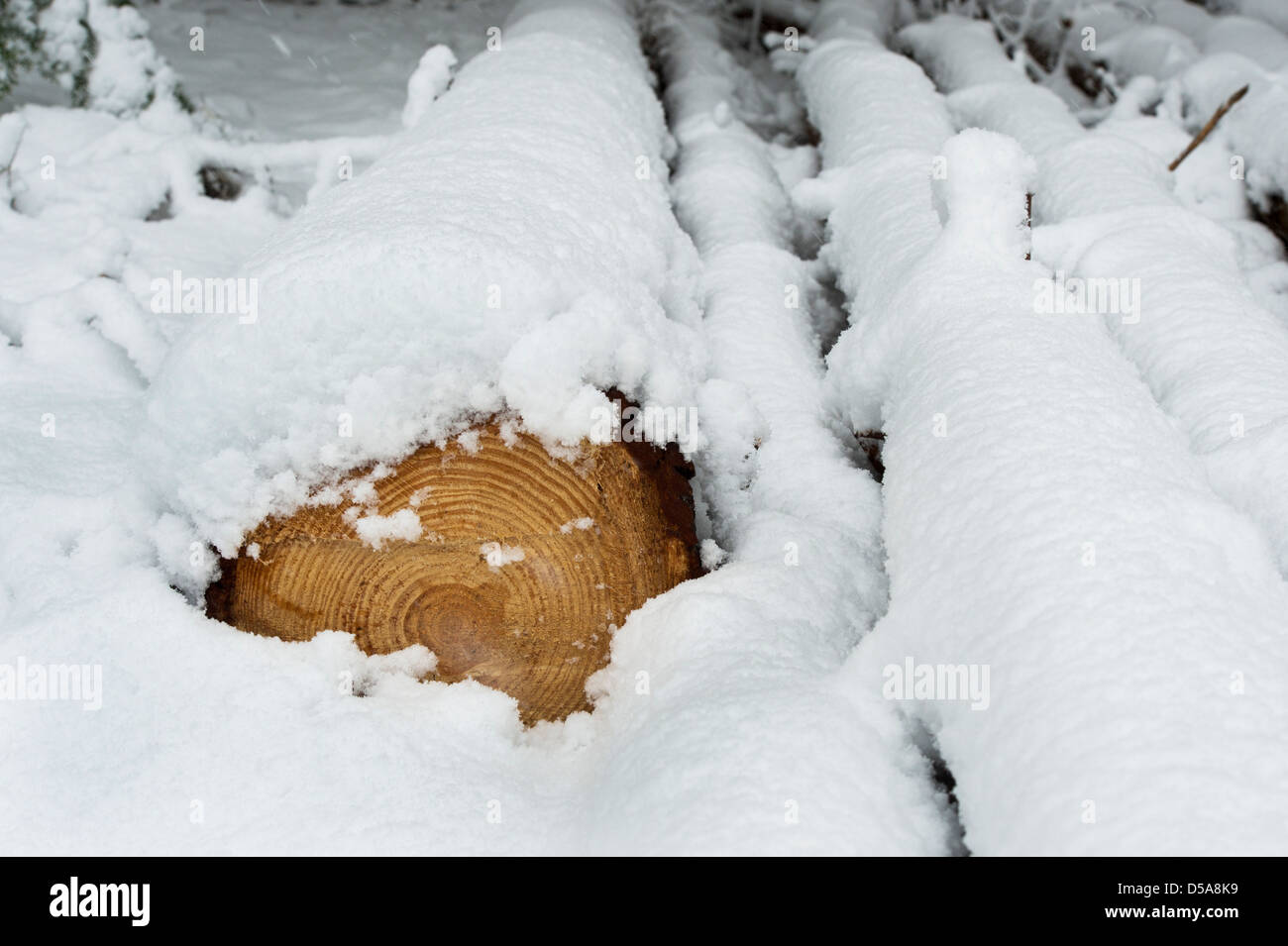 Tree trunks in snow hi-res stock photography and images - Alamy