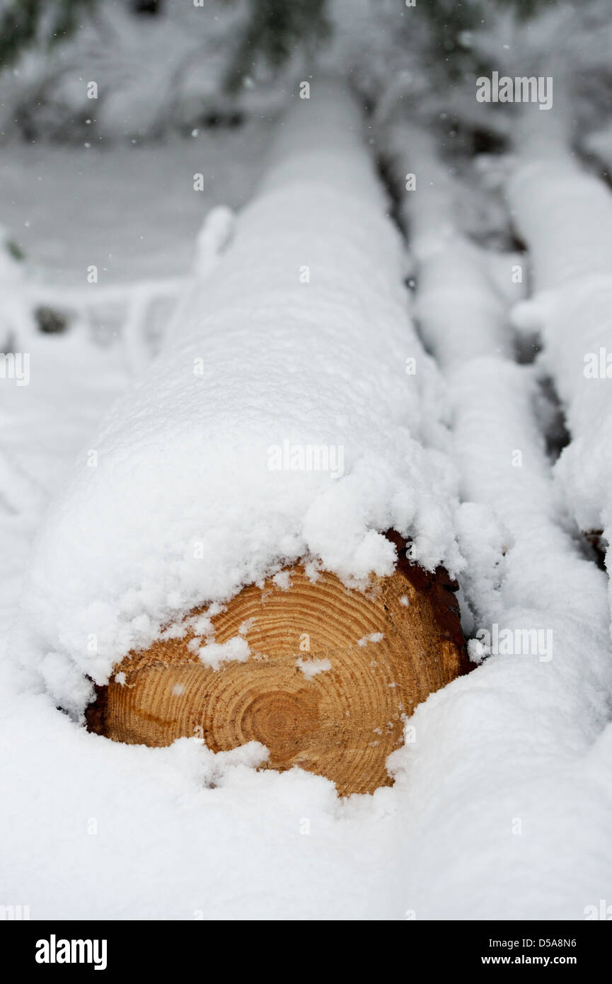 Felled tree trunks hi-res stock photography and images - Alamy
