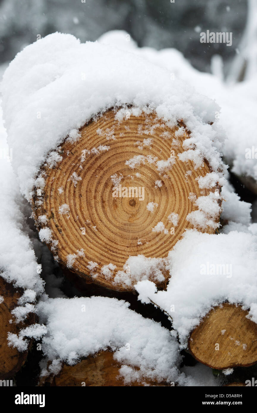 Snow covered felled tree trunks in an English woodland Stock Photo - Alamy