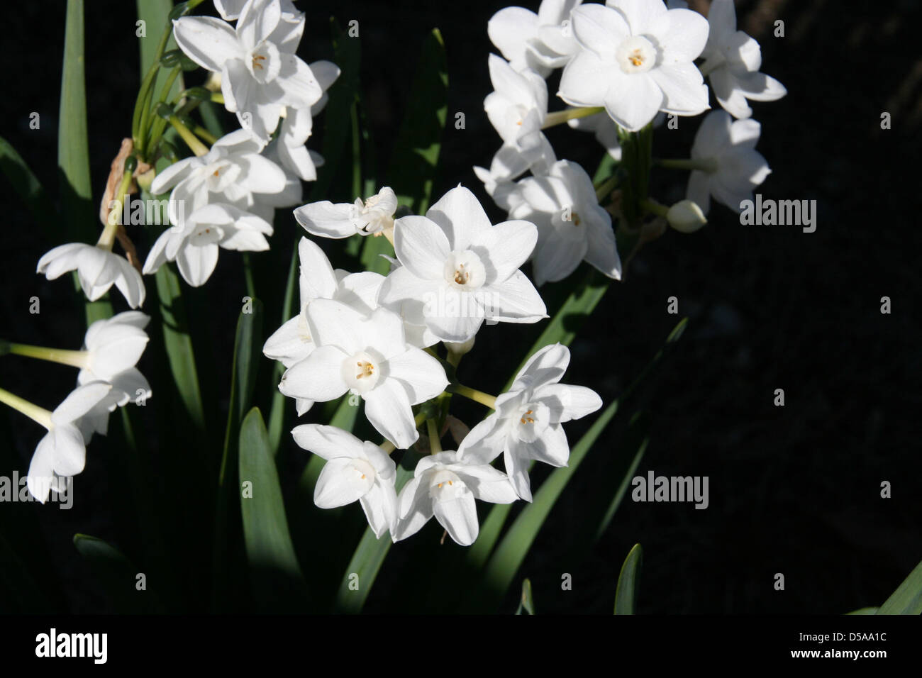 Jonquils hi-res stock photography and images - Alamy