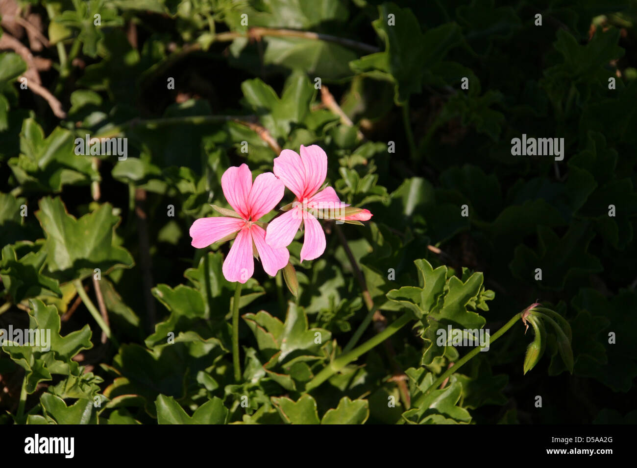 Violet shadows hi-res stock photography and images - Alamy