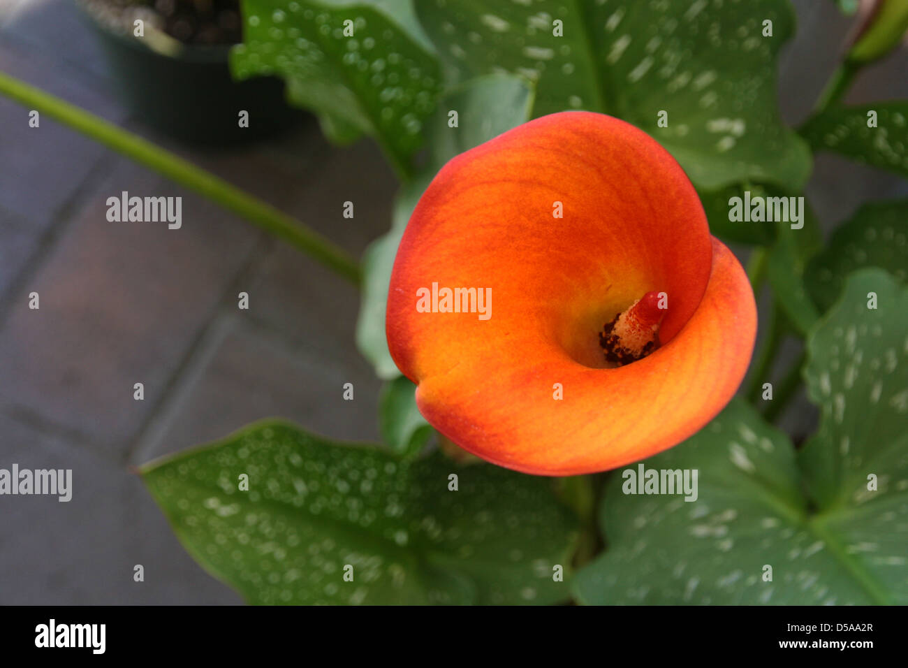 Orange Calla Lily Stock Photo - Alamy