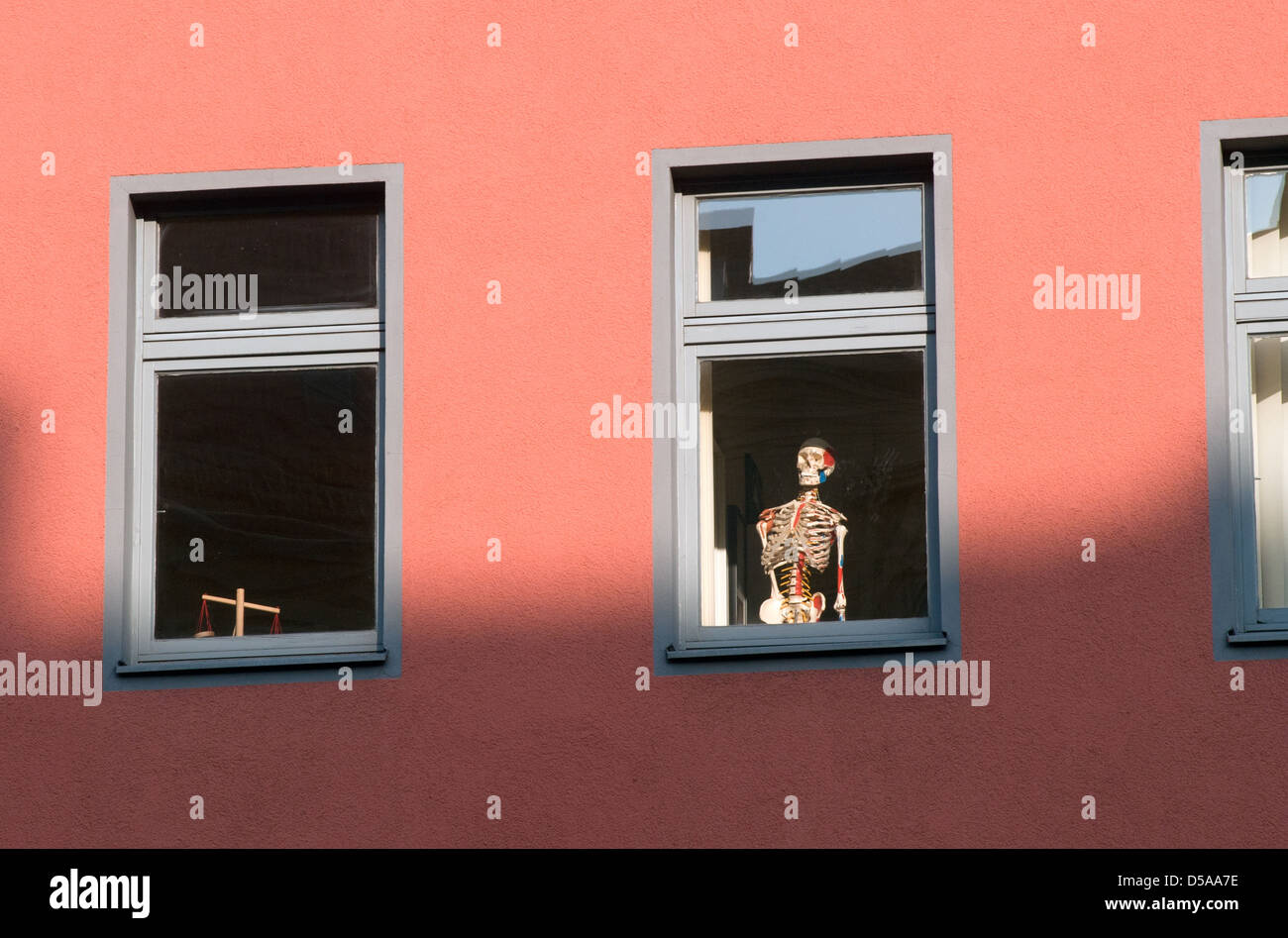 Berlin, Germany, a human skeleton is at a window Stock Photo - Alamy