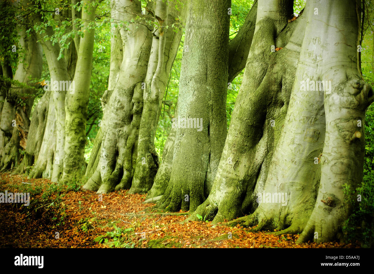 Row of Trees Stock Photo - Alamy