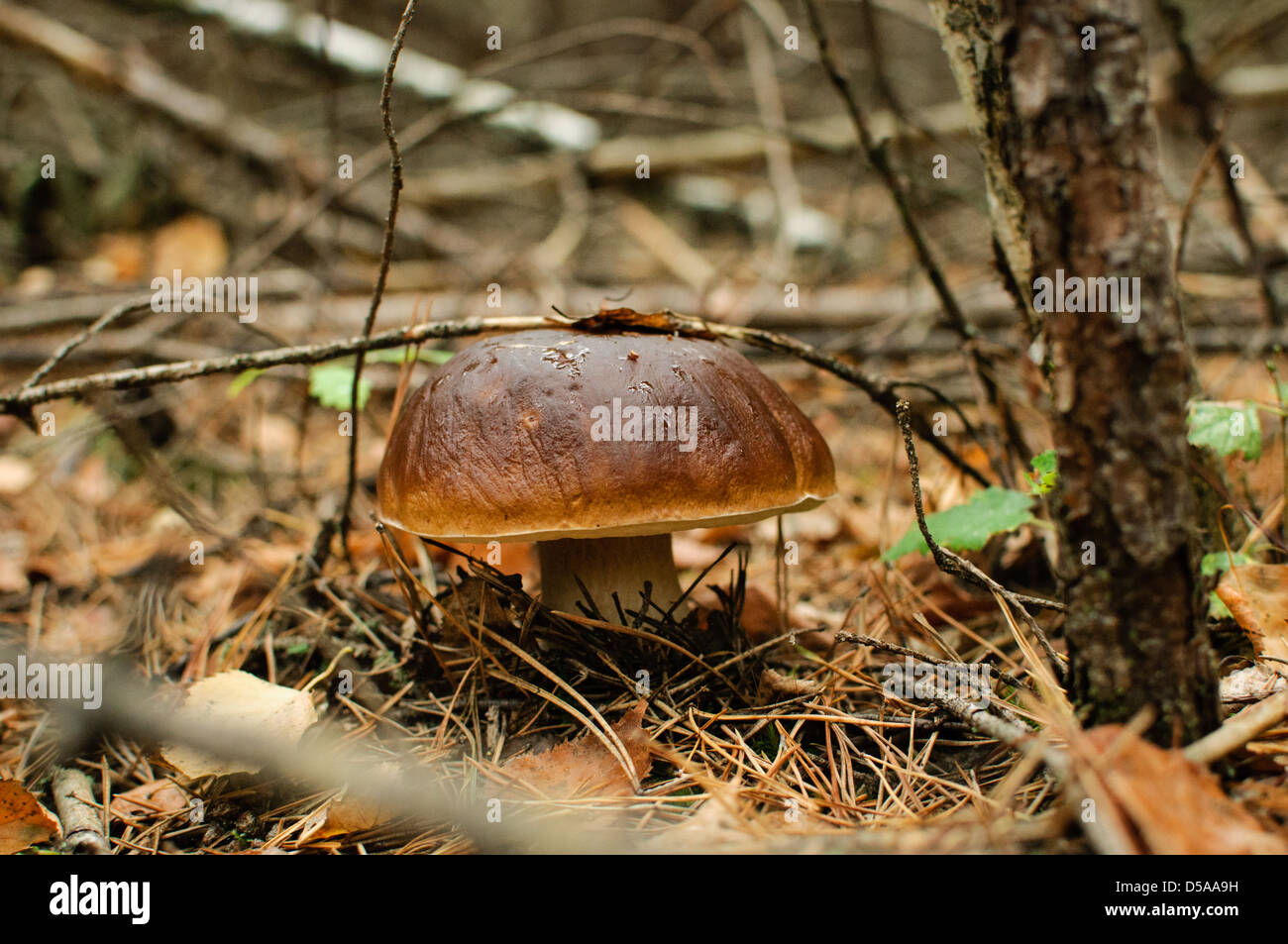 Bay bolete (Imleria badia Stock Photo - Alamy