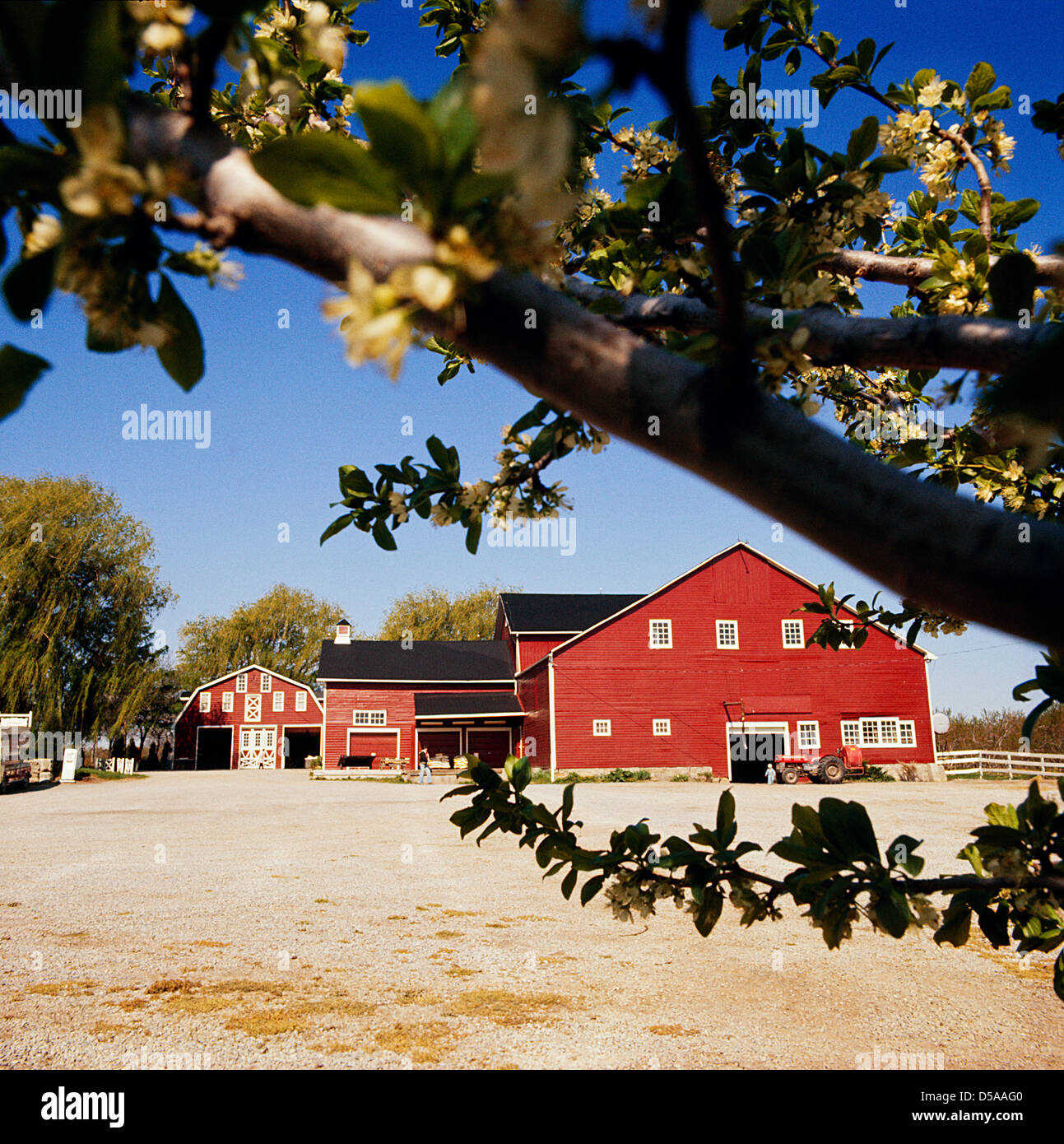 Red Apple Farm Building in Niagara Region Farm Country;Ontario;Canada ...