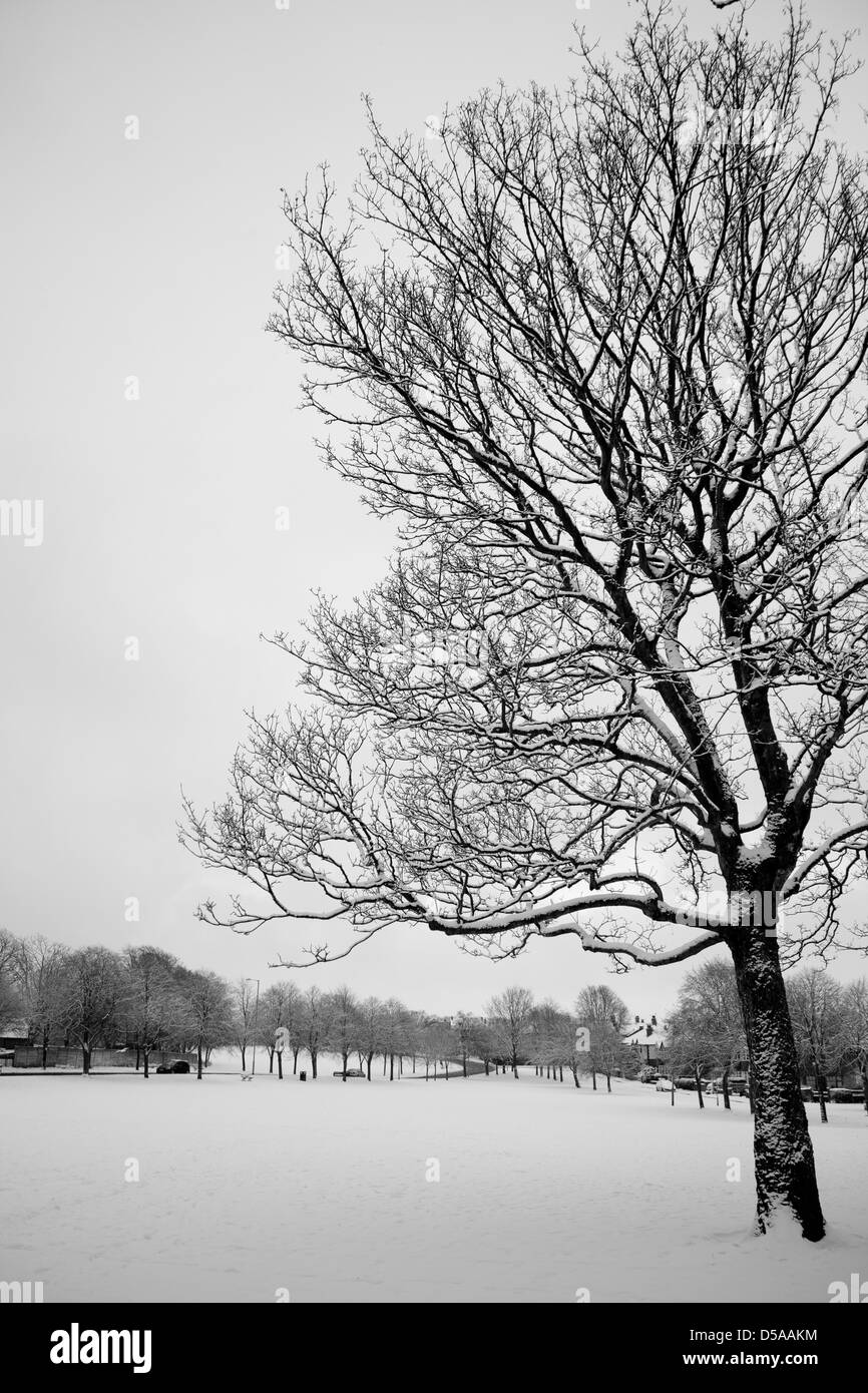 Snow field tree hi-res stock photography and images - Alamy