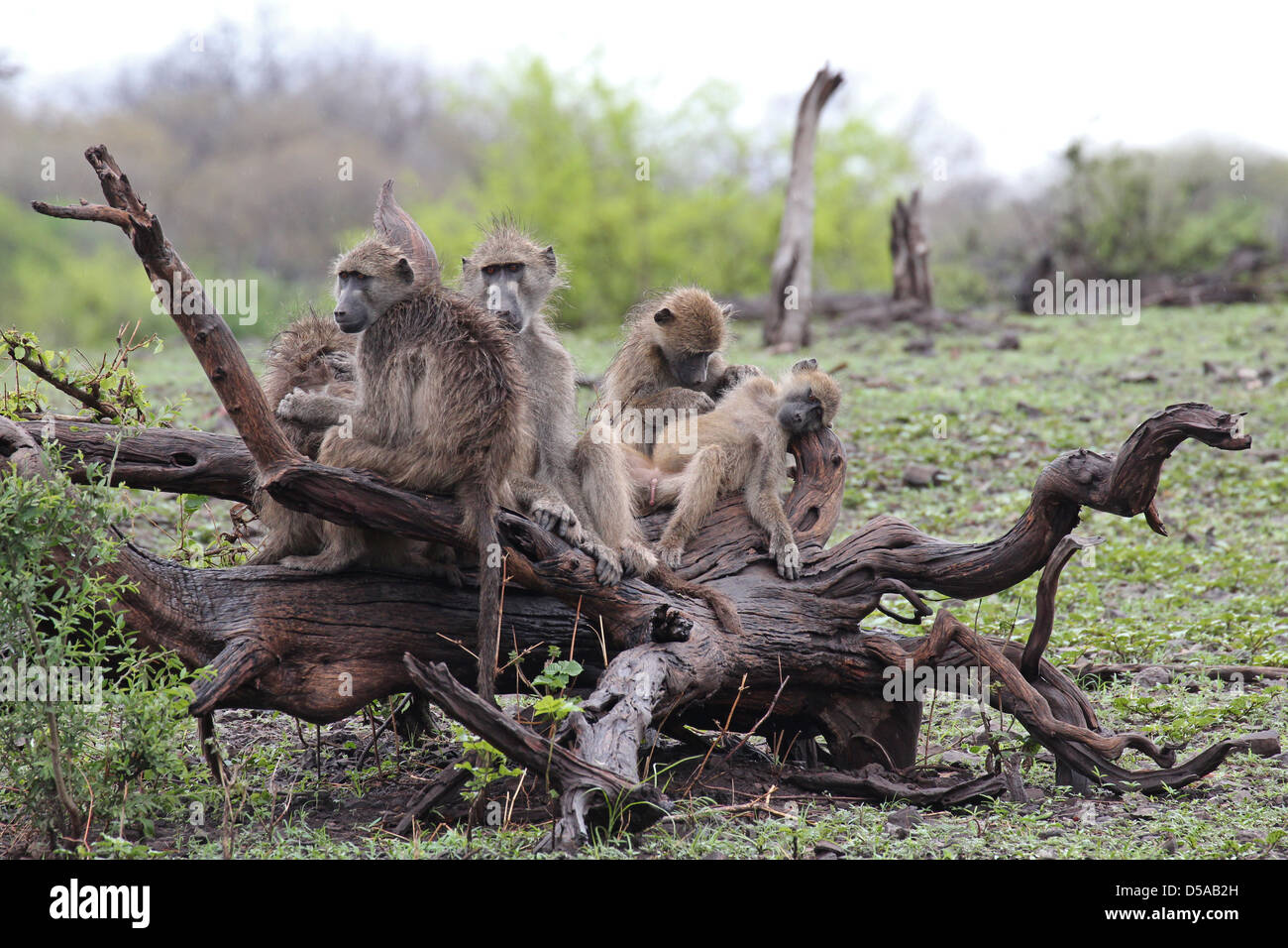 Baboon group hi-res stock photography and images - Alamy
