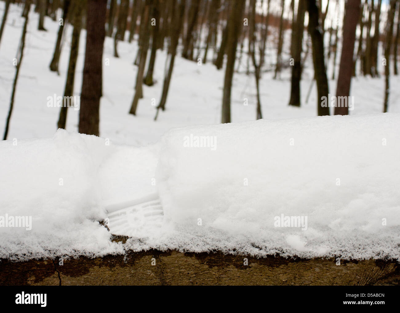 Trunk foot hi-res stock photography and images - Alamy