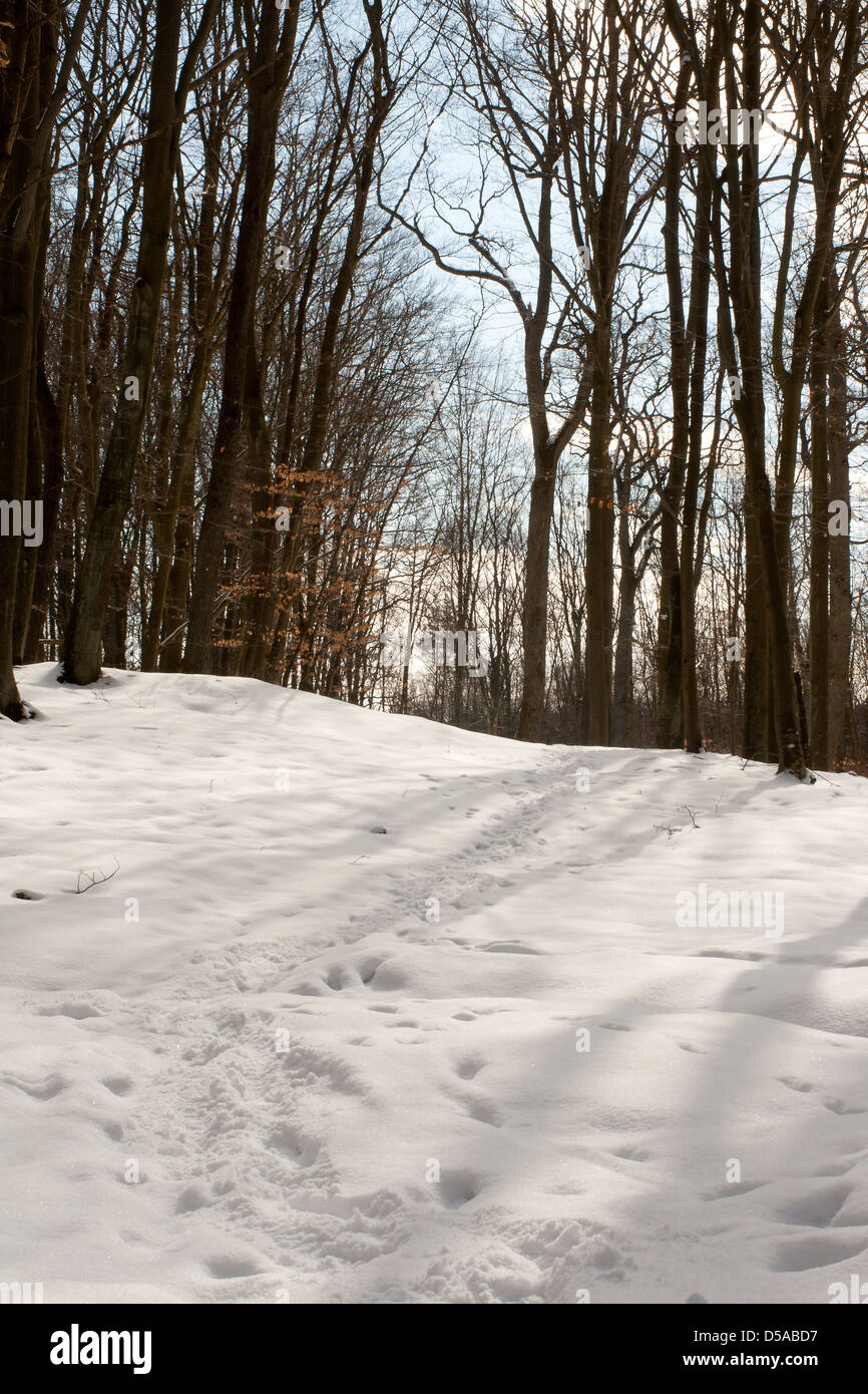 Snowy forest Path in snowy winter forest Stock Photo - Alamy