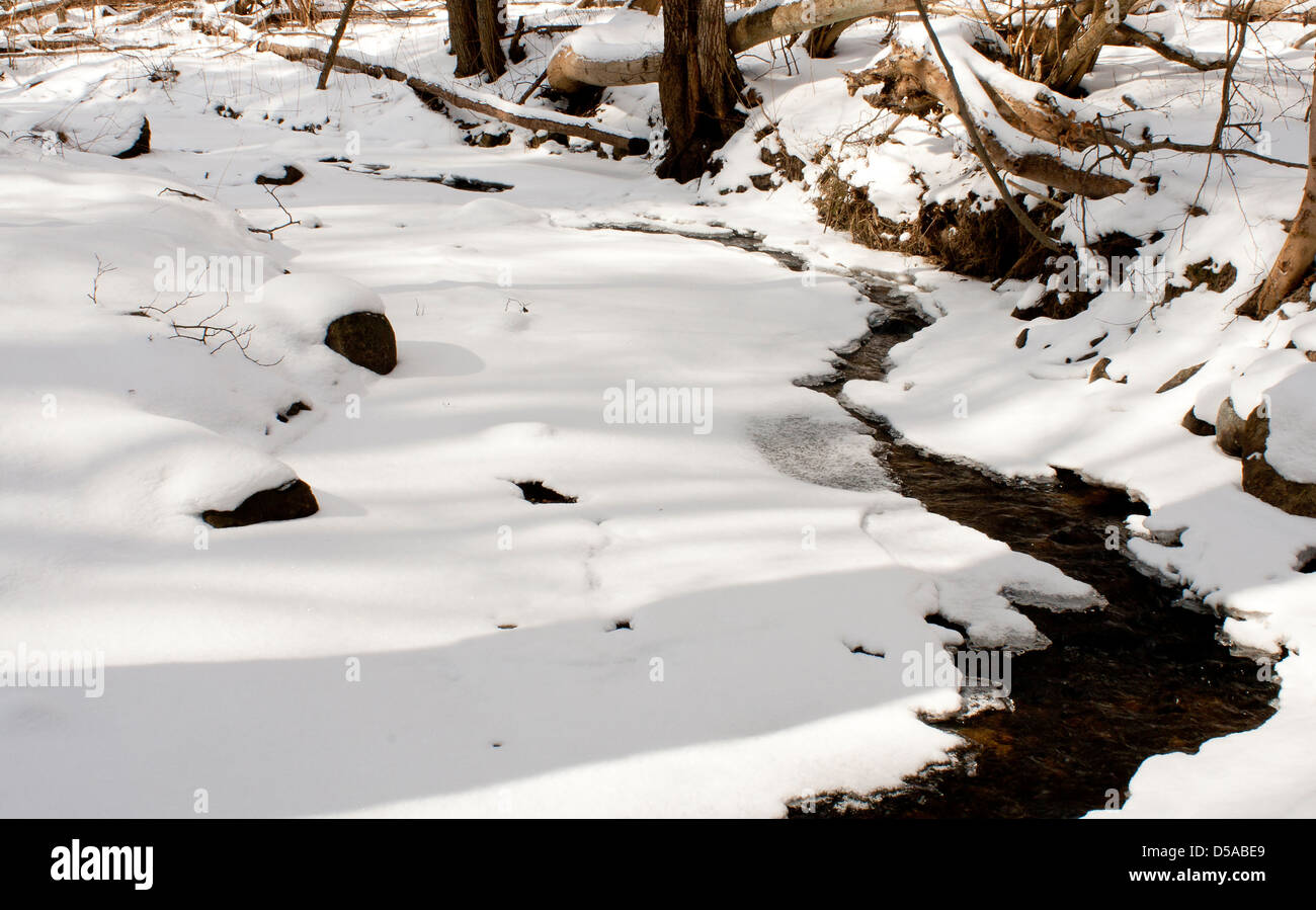 Winter forest Stream covered with ice in snowy winter forest Stock ...