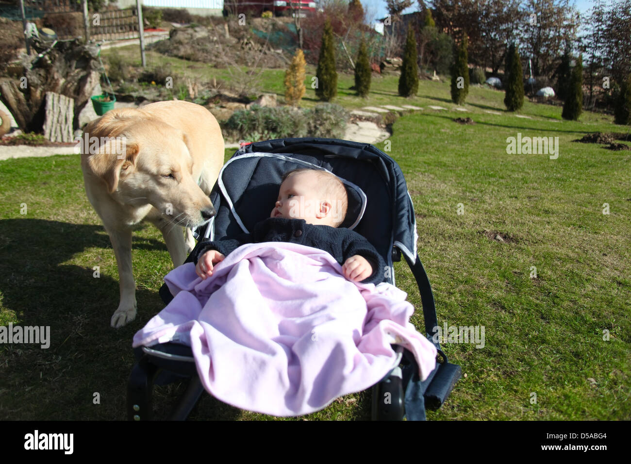 Dog looking after a baby in a garden Stock Photo - Alamy
