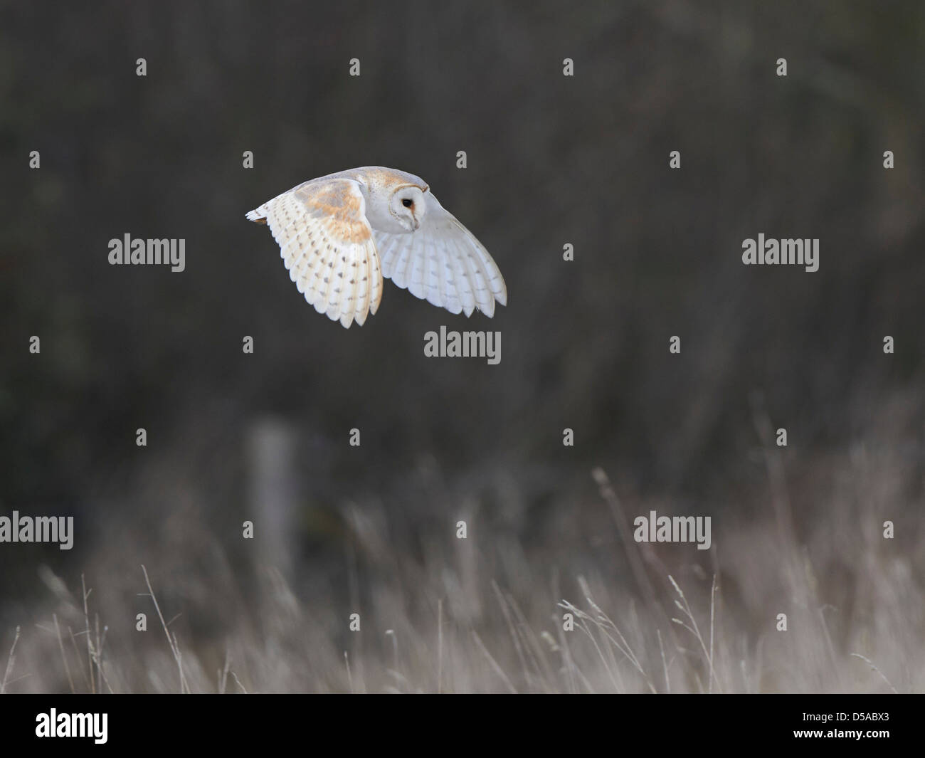 Barn owl hunting over field hi-res stock photography and images - Alamy