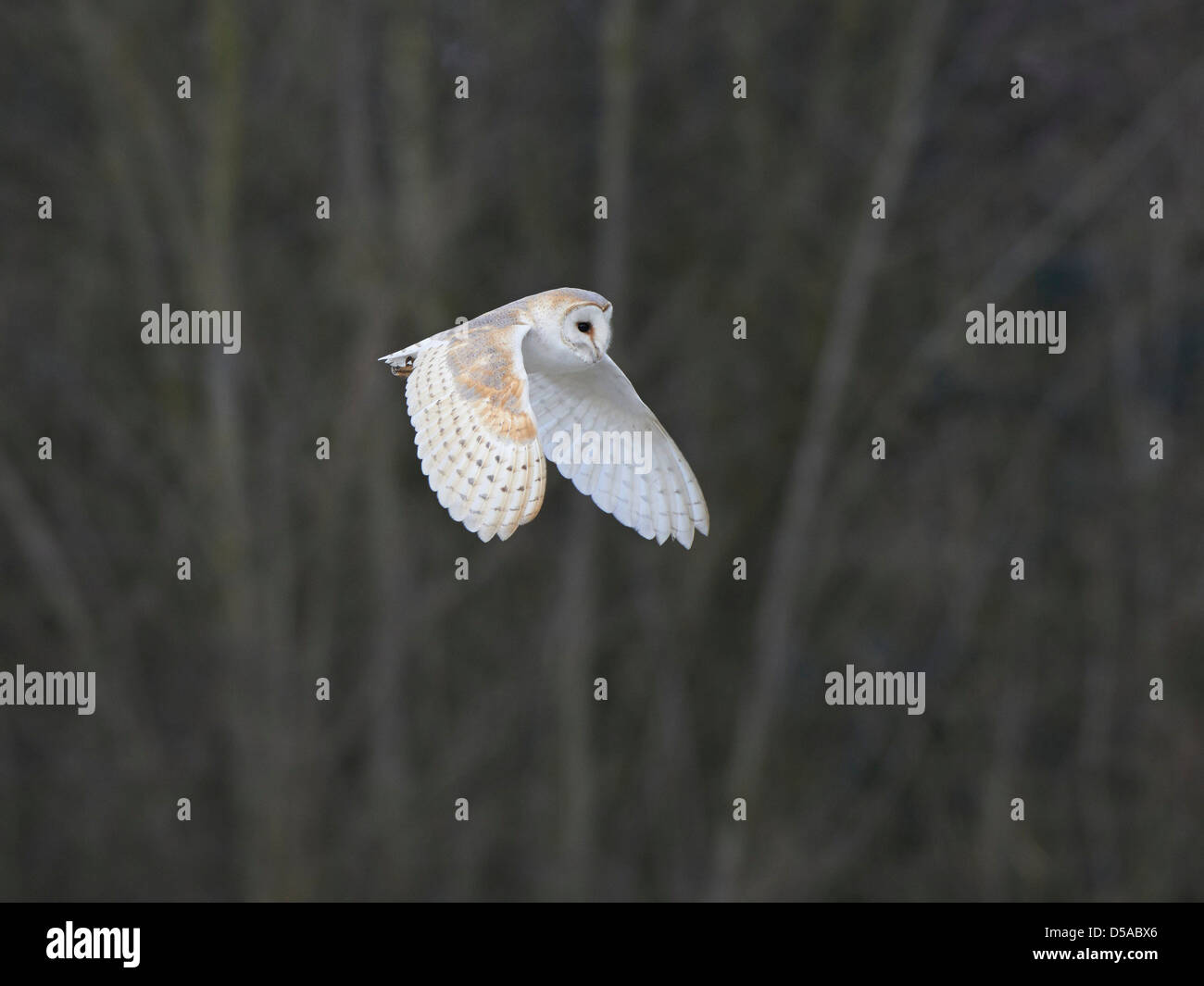 Barn owl snow hi-res stock photography and images - Alamy