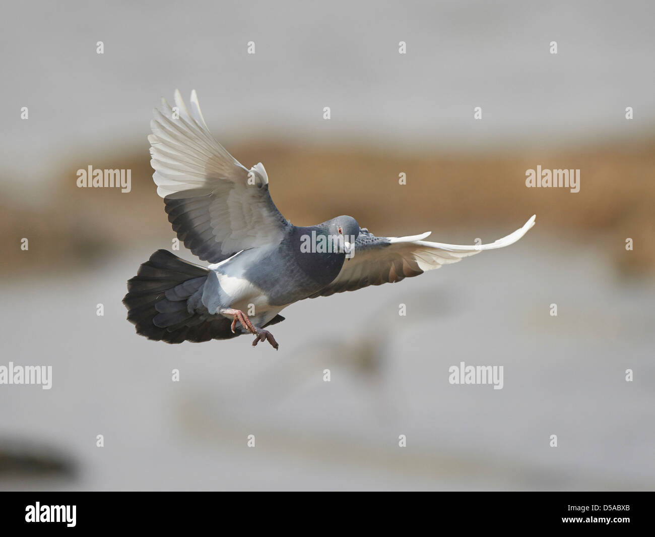 Feral Pigeon in flight Stock Photo - Alamy