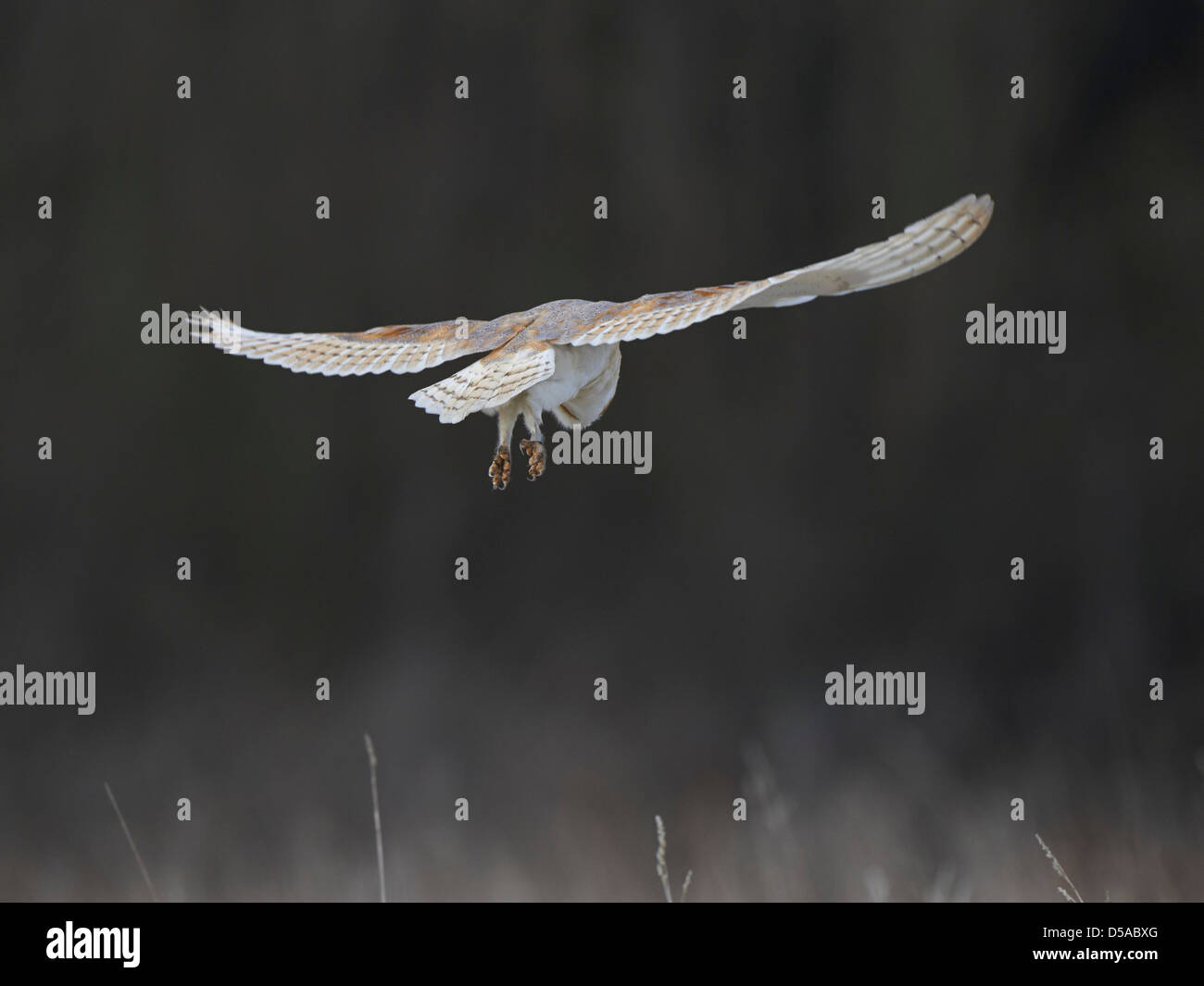 Barn owl hunting over field hi-res stock photography and images - Alamy