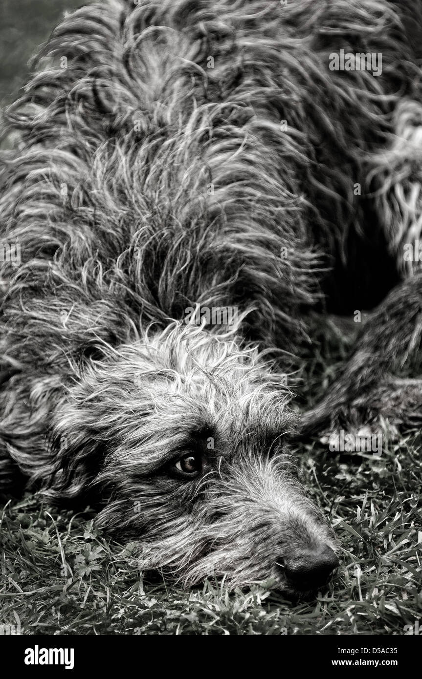 Dog lying in grass keeping a watchful eye Stock Photo - Alamy