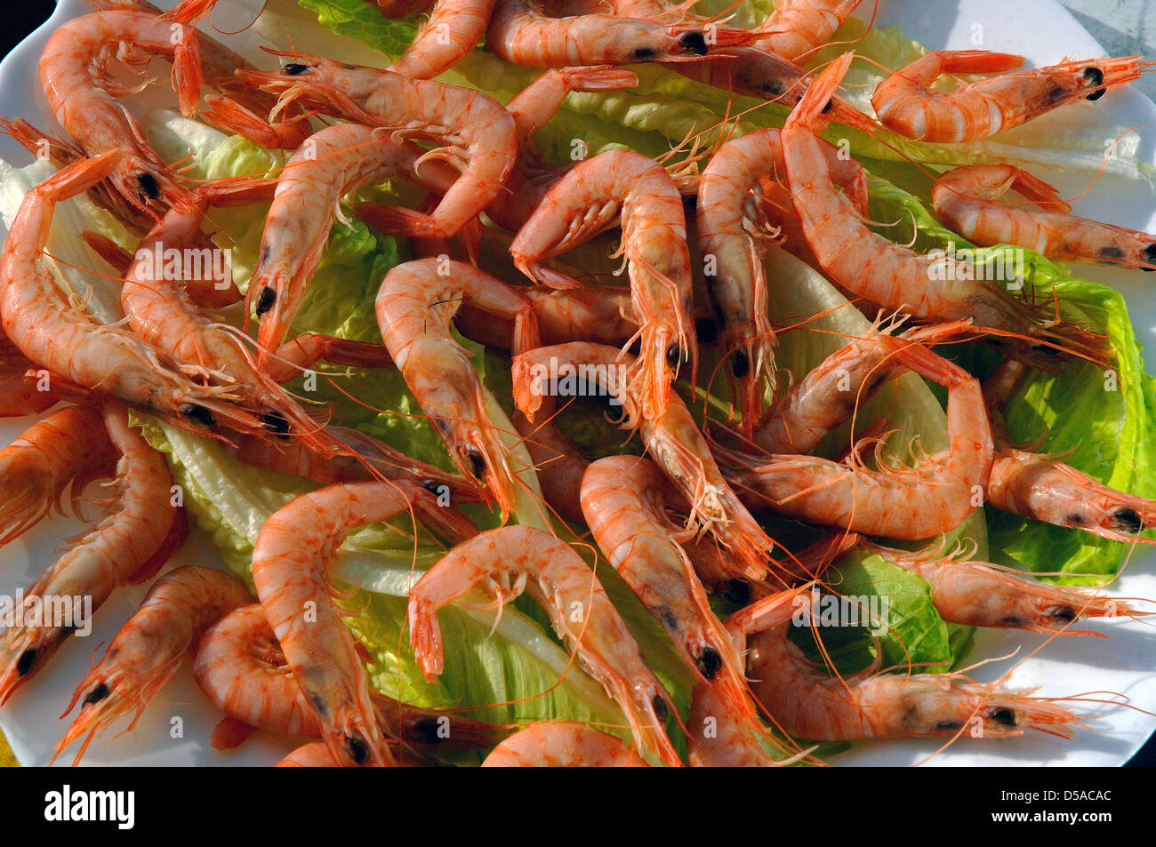 Typical prawns famous for its taste and quality, Huelva, Region of ...