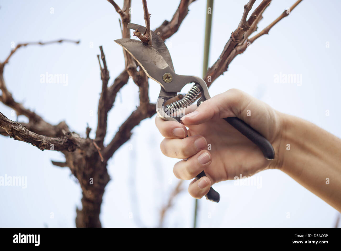 Grape pruning hi-res stock photography and images - Alamy