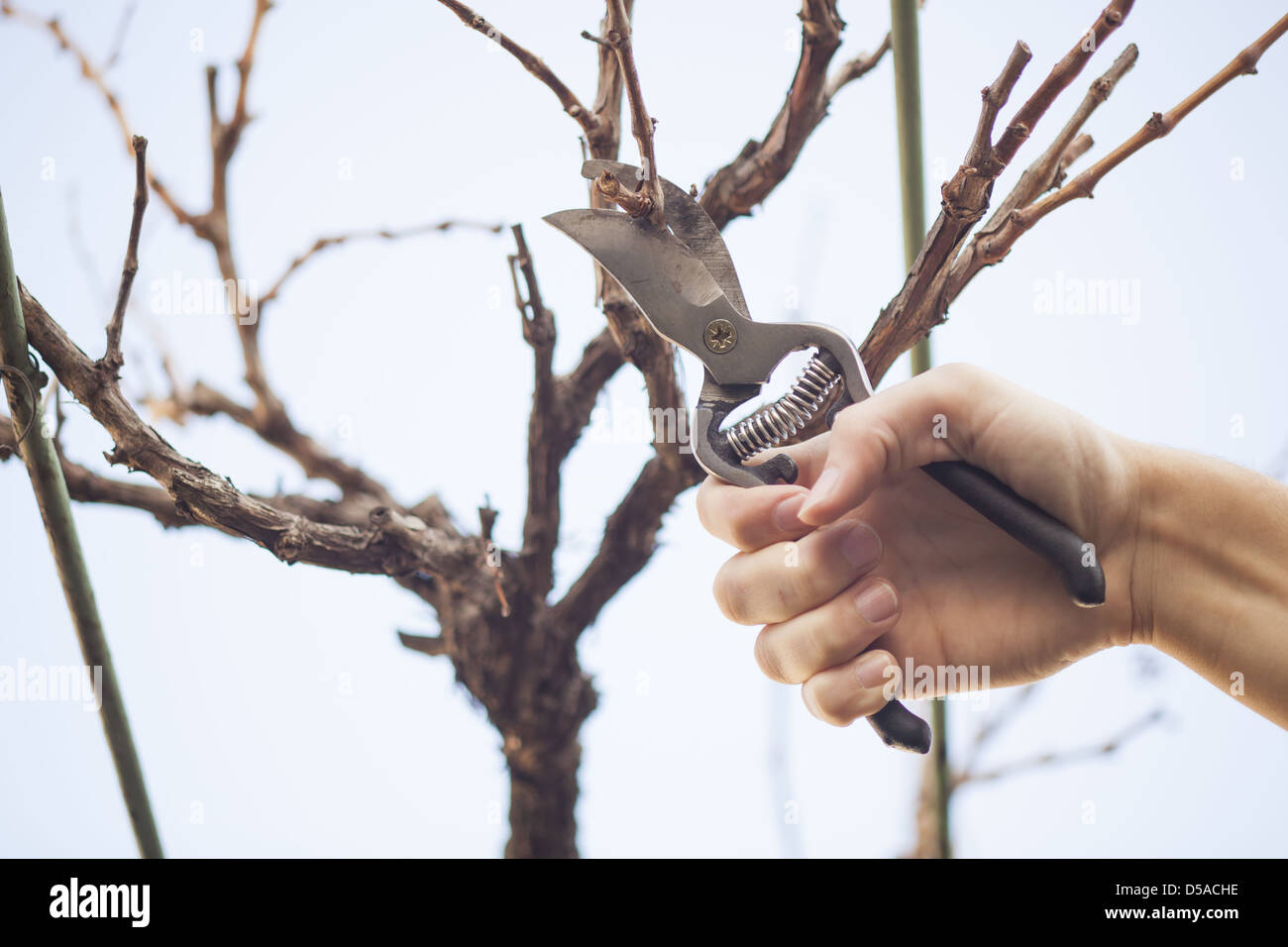 Grape pruning hi-res stock photography and images - Alamy
