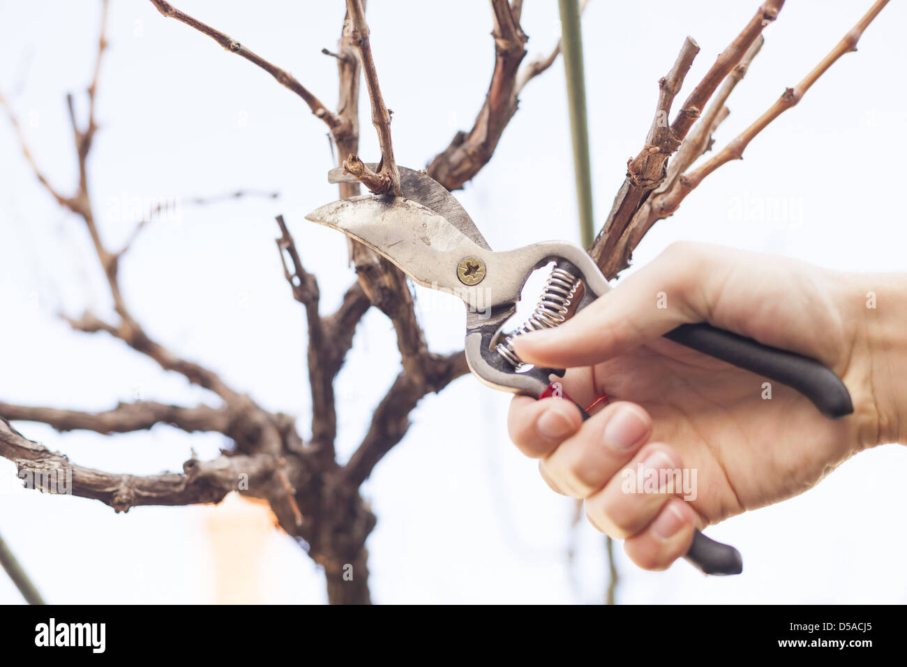 Spring vineyard hi-res stock photography and images - Alamy