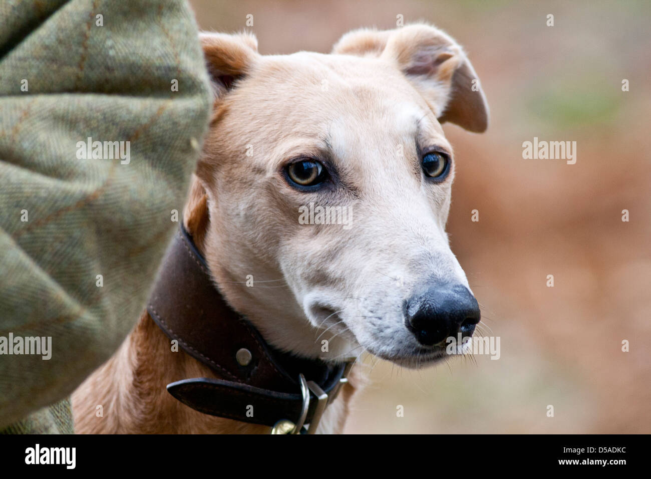 Saluki cross head shot Stock Photo - Alamy