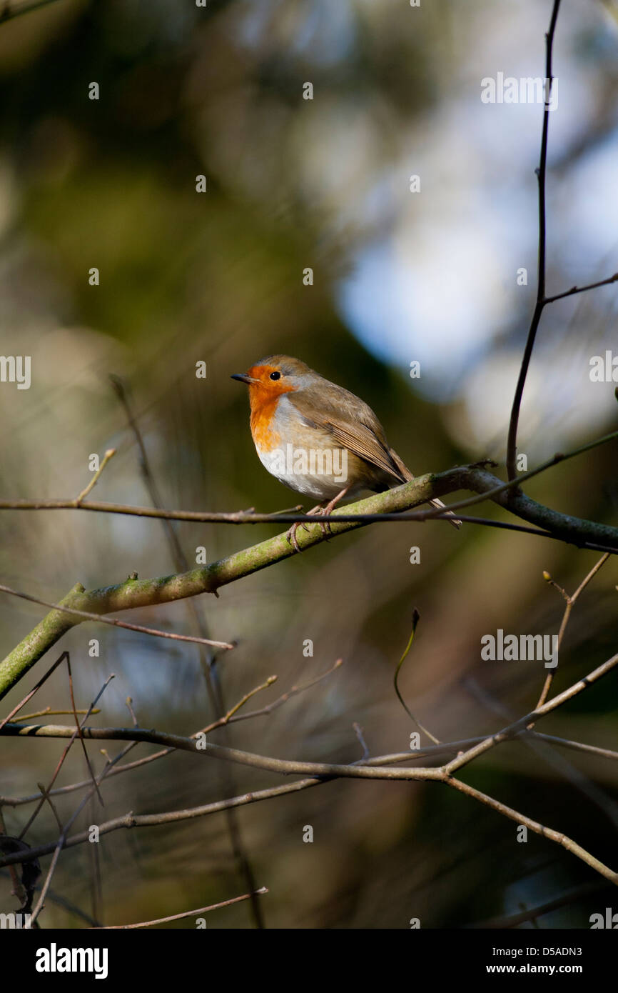 Robin on Tree Branch Stock Photo - Alamy